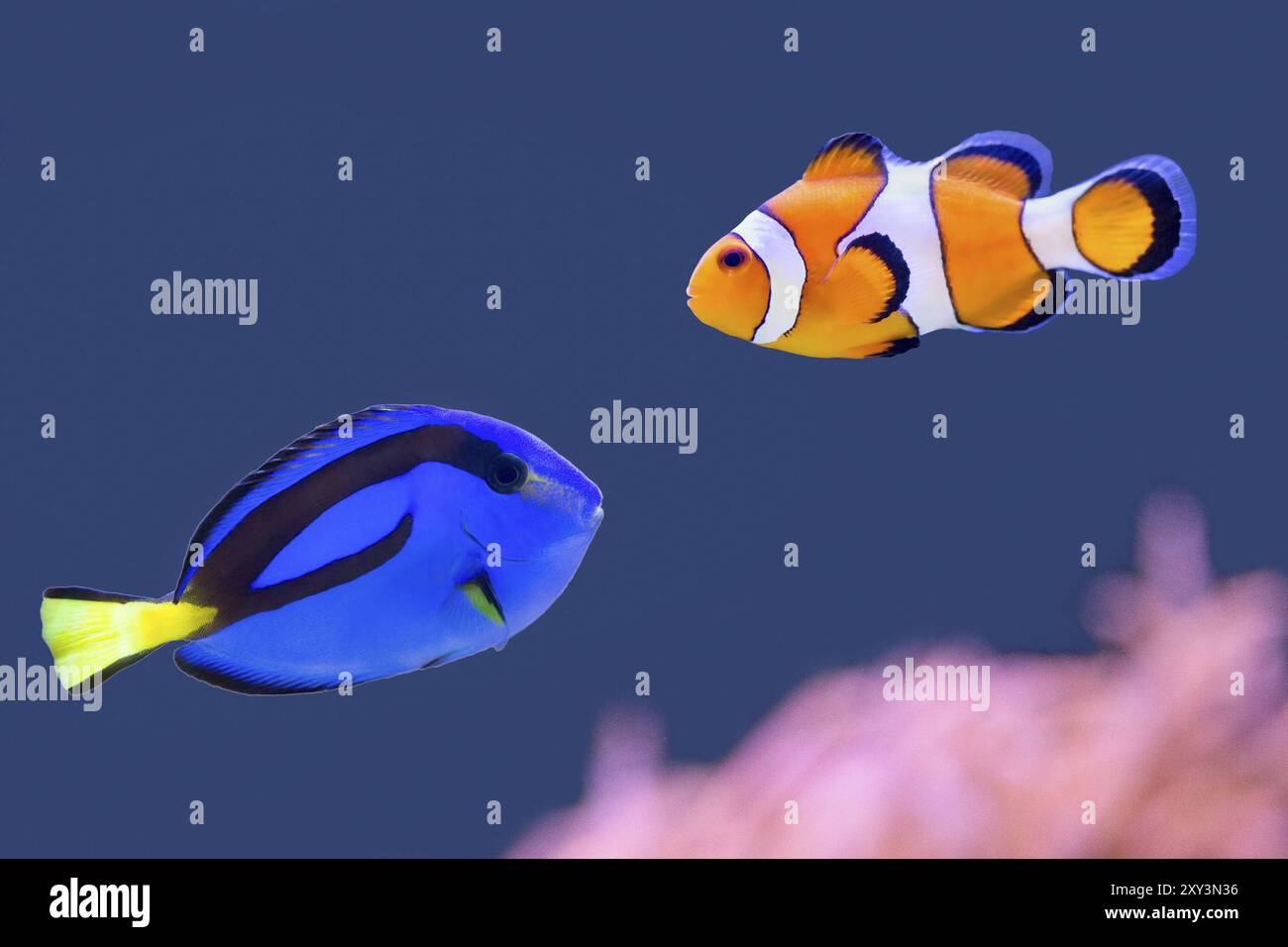 Palette surgeonfish and clown fish swimming together in blue water ...