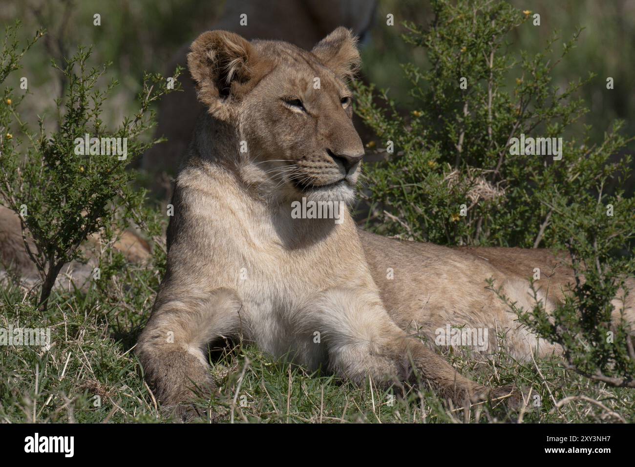 Lioness resting in the bushes Stock Photo - Alamy