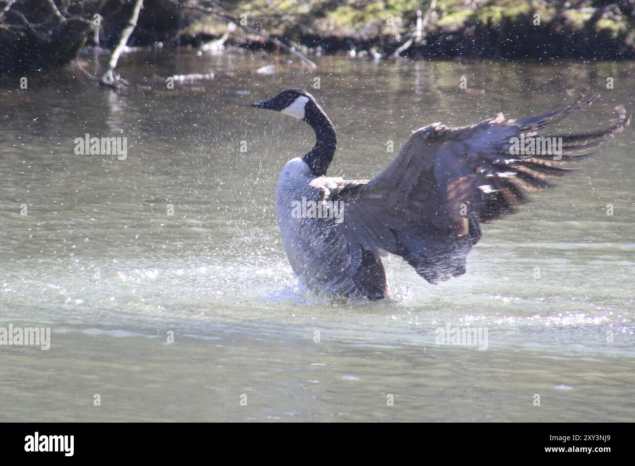 Canada goose bathing on hi-res stock photography and images - Alamy