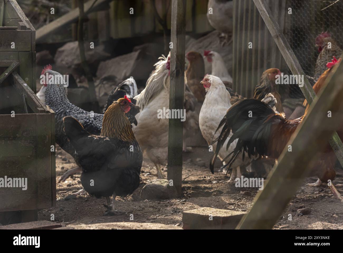 Happy hens in a pen Stock Photo - Alamy