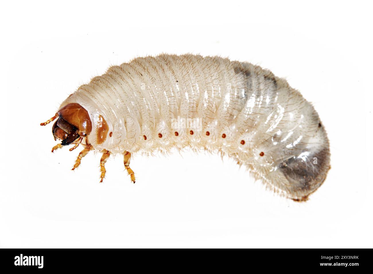 Engerling hi-res stock photography and images - Alamy