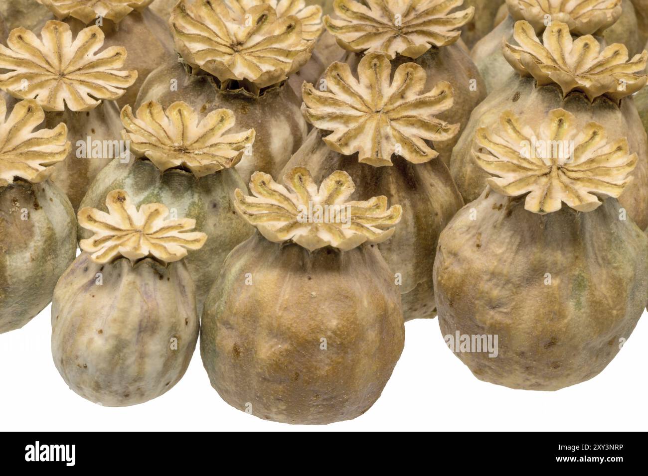 Ripe, dry poppy seed pods piled up as background cut out on white Stock ...