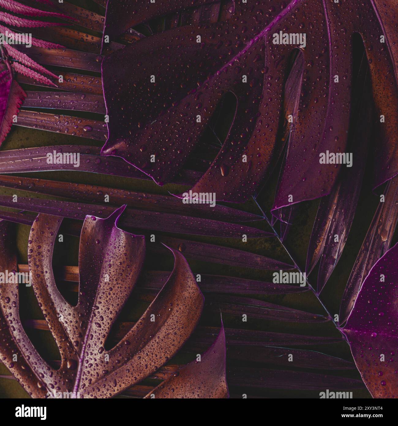 Monstera palm red leaves on black background. Inverted colors Stock ...