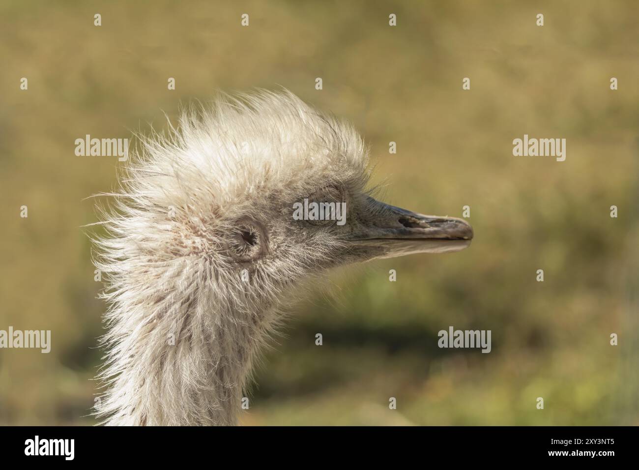 Rhea head hi-res stock photography and images - Alamy