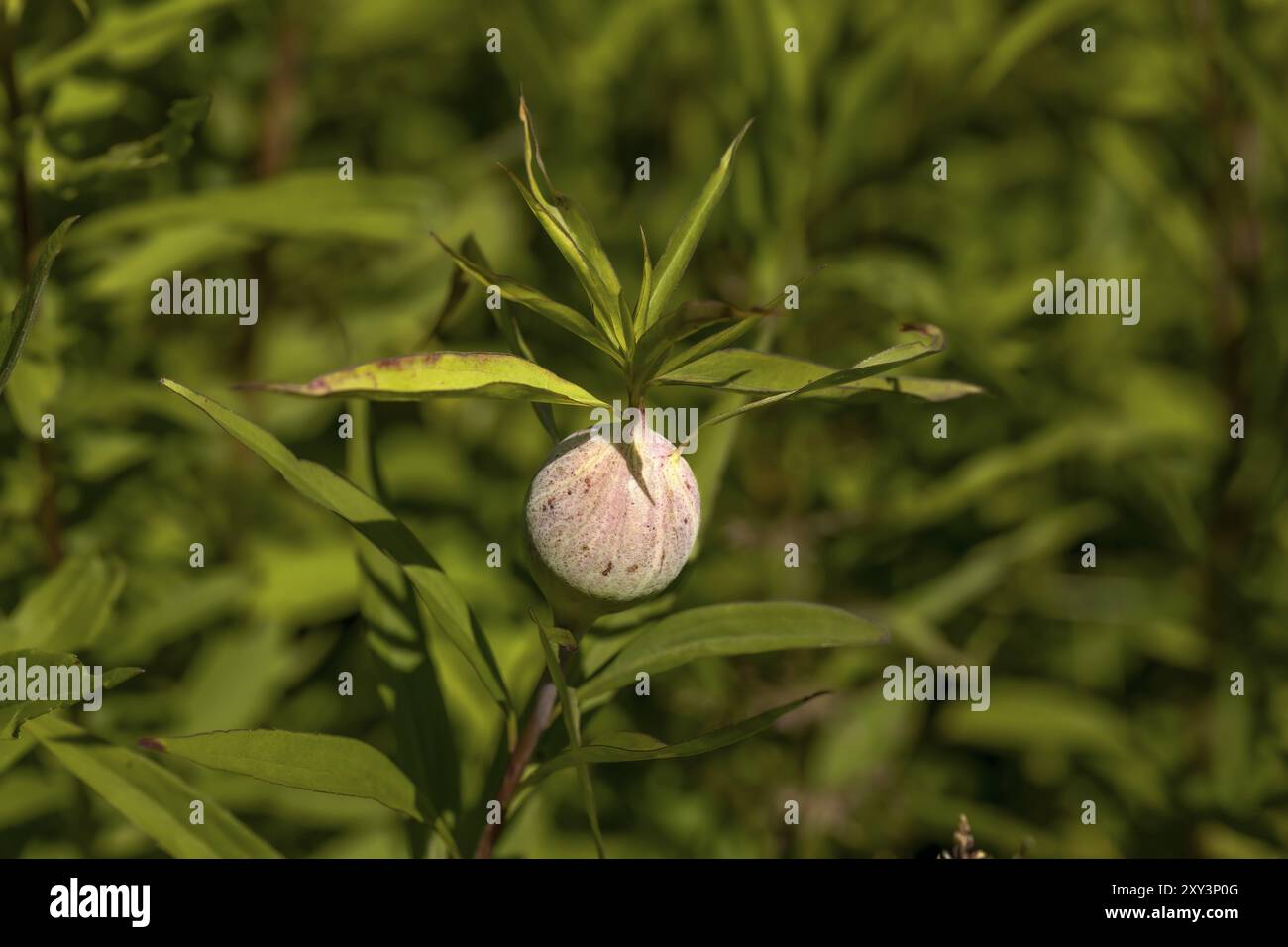 The goldenrod gall fly (Eurosta solidaginis) also known as the ...