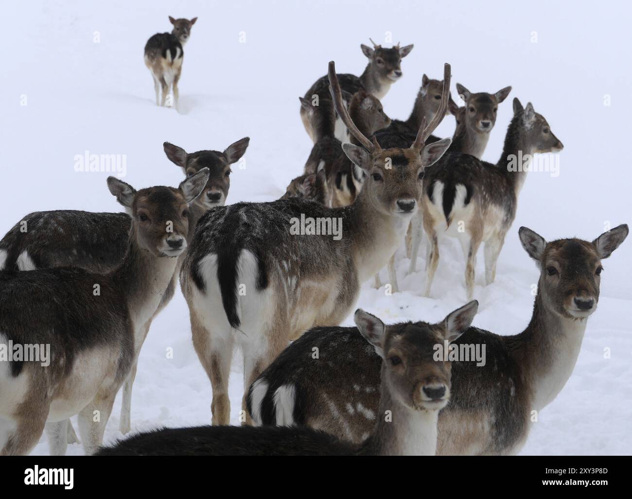 Herd of european fallow deer dama dama in snow hi-res stock photography ...