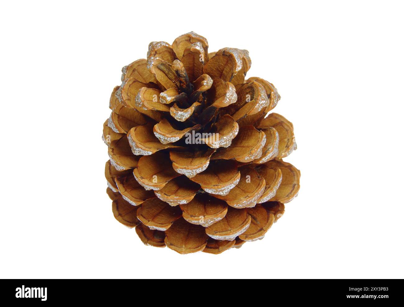 Pinus pinea cone Cut Out Stock Images & Pictures - Alamy