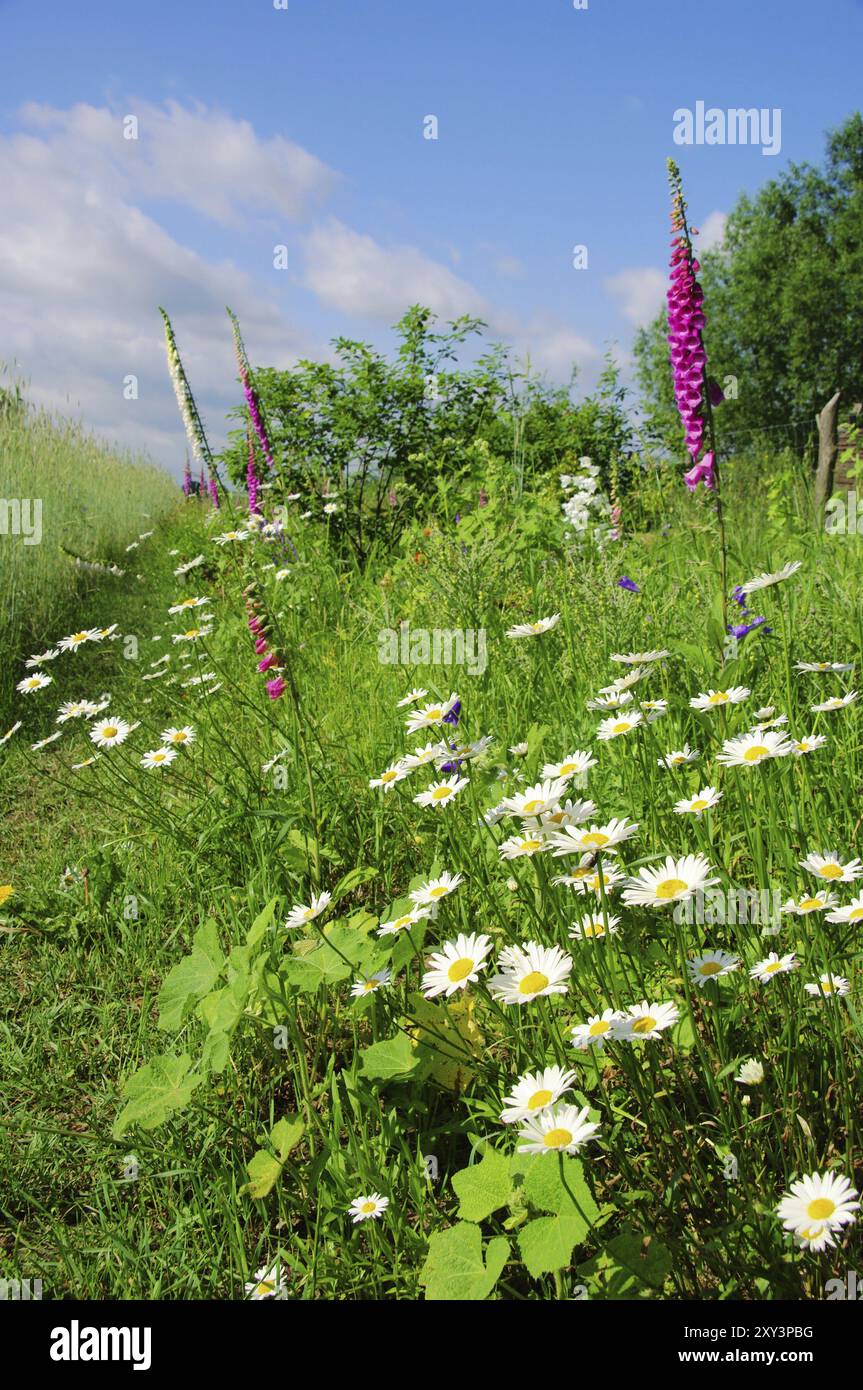 Flower meadow 08 Stock Photo - Alamy