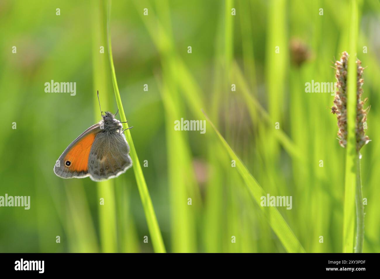 Bird on a meadow hi-res stock photography and images - Alamy