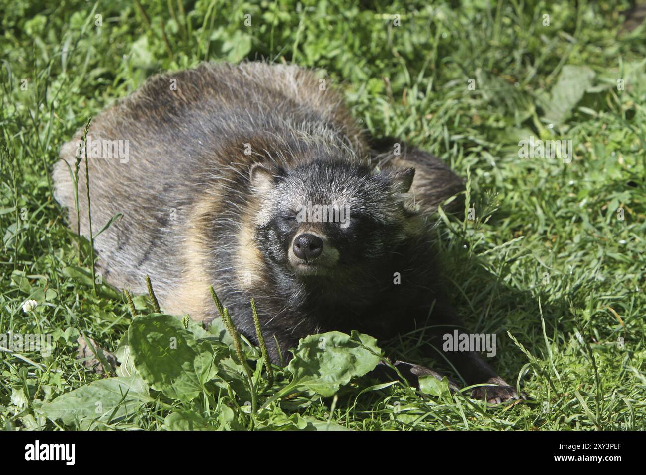 Tanuki wildlife hi-res stock photography and images - Alamy