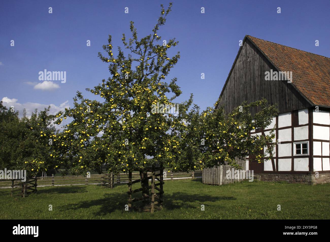 Fruit tree growing in town garden hi-res stock photography and images ...