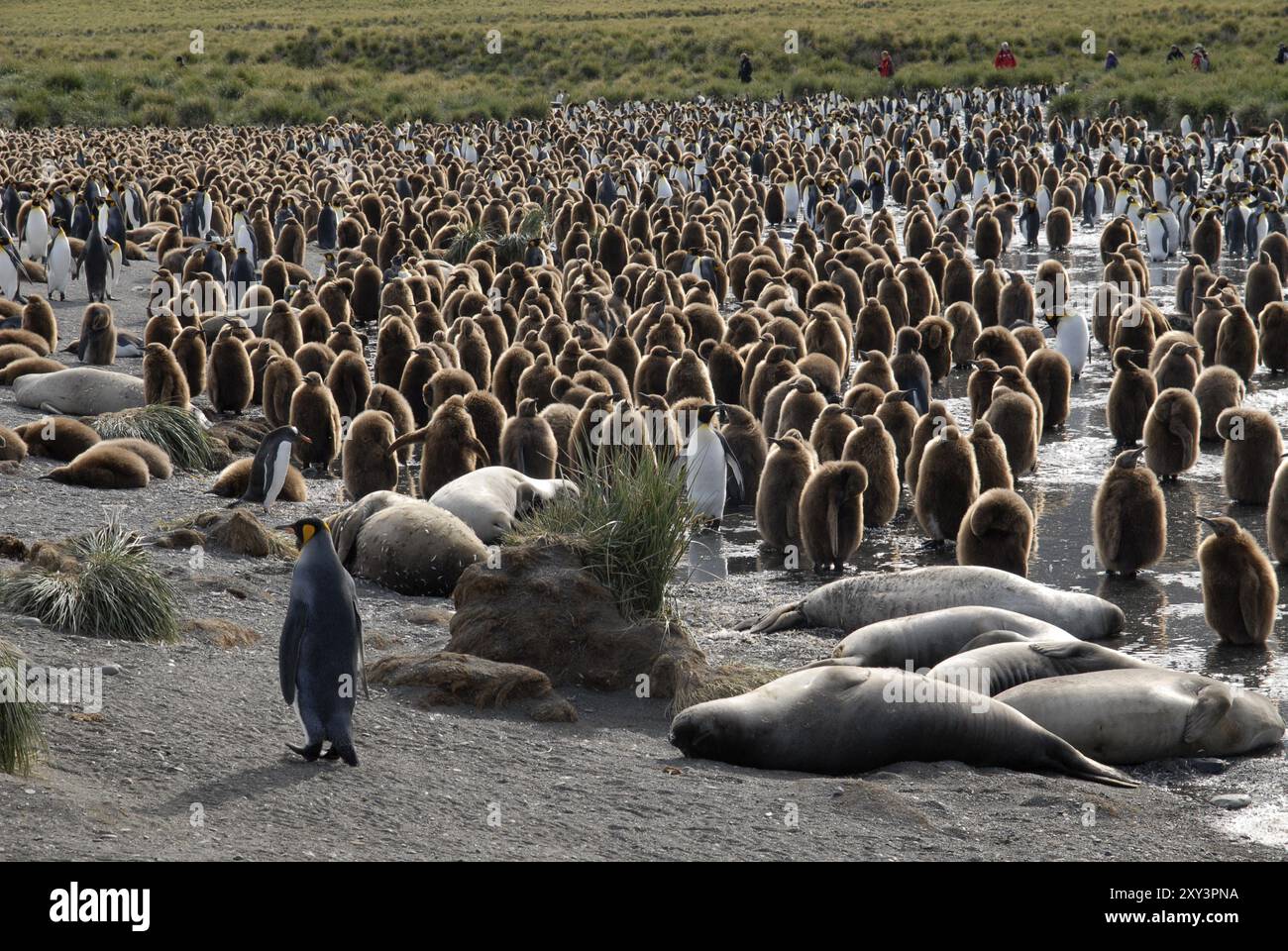 A colony of King Penguins with lots of ckicks, Gold Harbour, South ...
