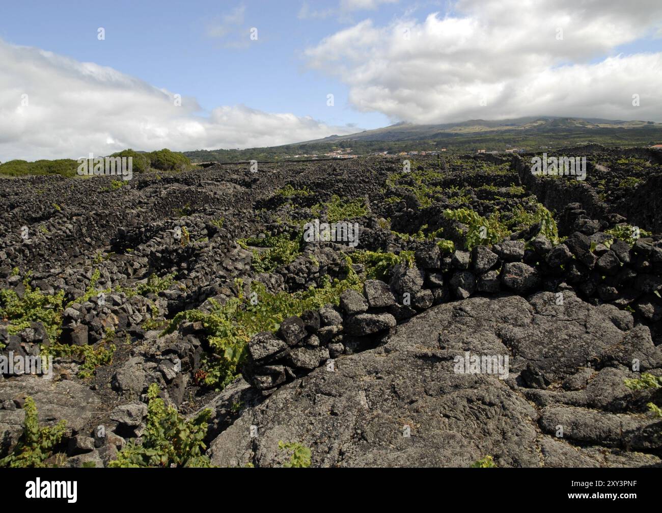 Vineyards in lava terrace's, Pico Island, Azores, Portugal, Europe ...