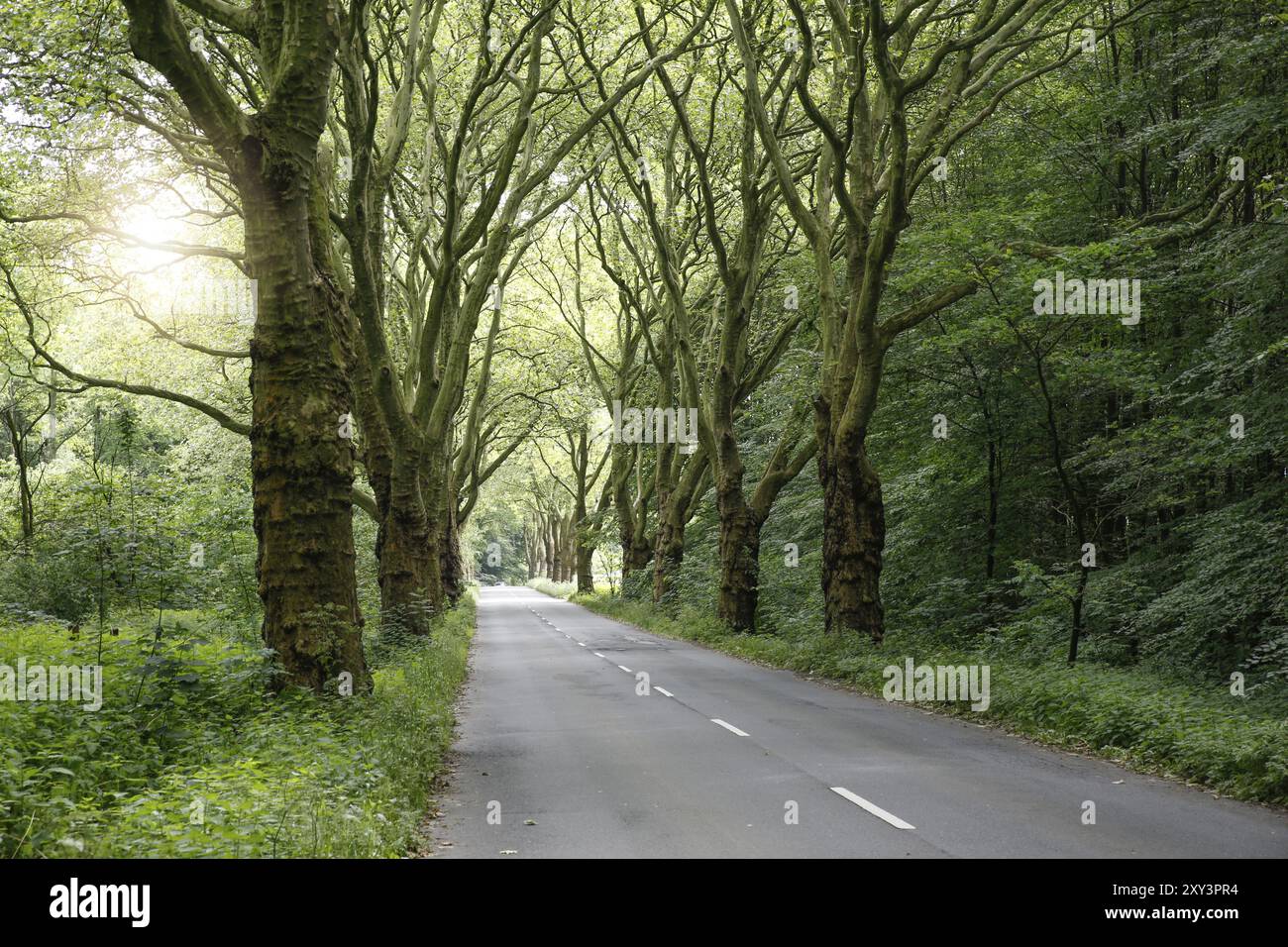 Median strip with trees hi-res stock photography and images - Alamy