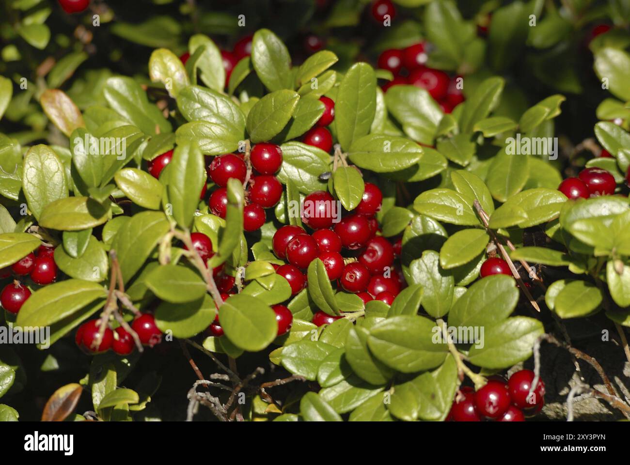 Cranberries on the bush, in the woods Stock Photo - Alamy