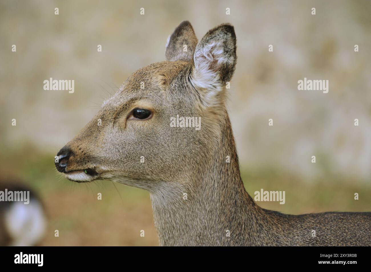Cervus hortulorum hi-res stock photography and images - Alamy