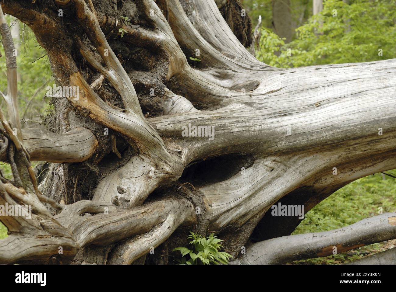 Bavarian Forest National Park. Old root.Bavarian Forest National Park ...
