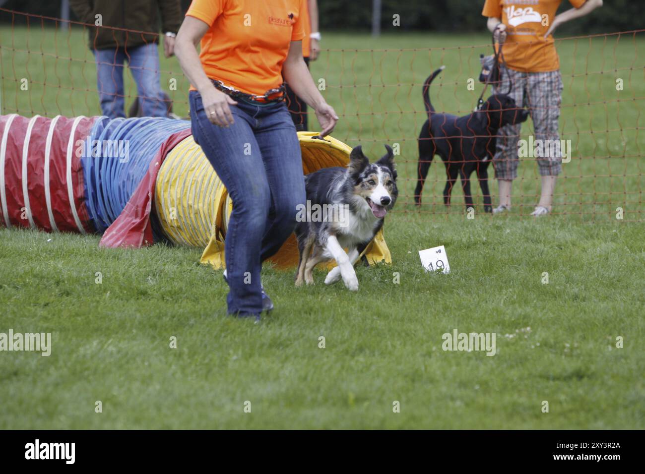 Dog at agility Stock Photo - Alamy