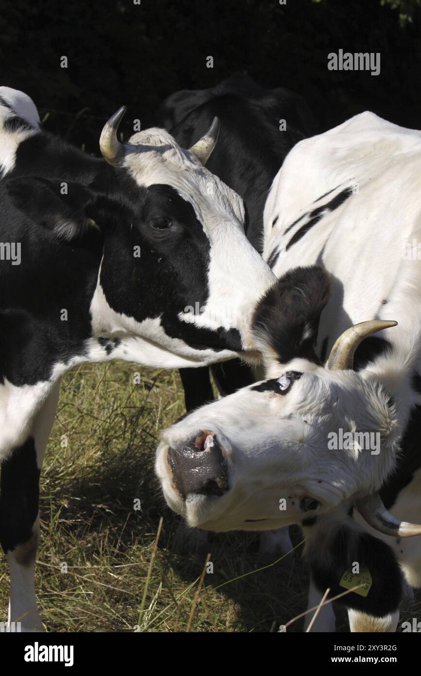 Cuddly cows hi-res stock photography and images - Alamy