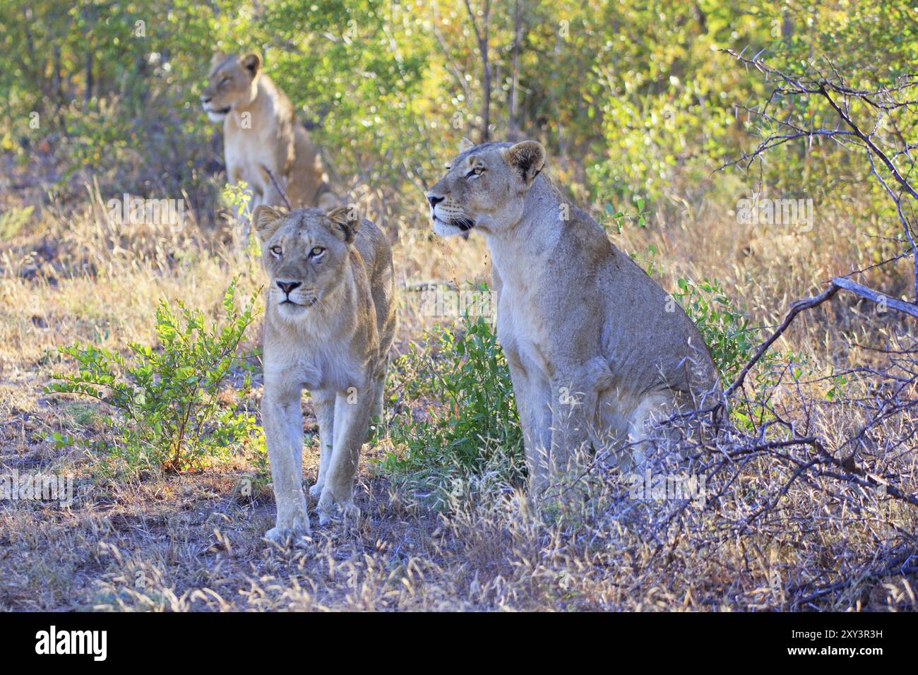 Lions on hunt hi-res stock photography and images - Alamy