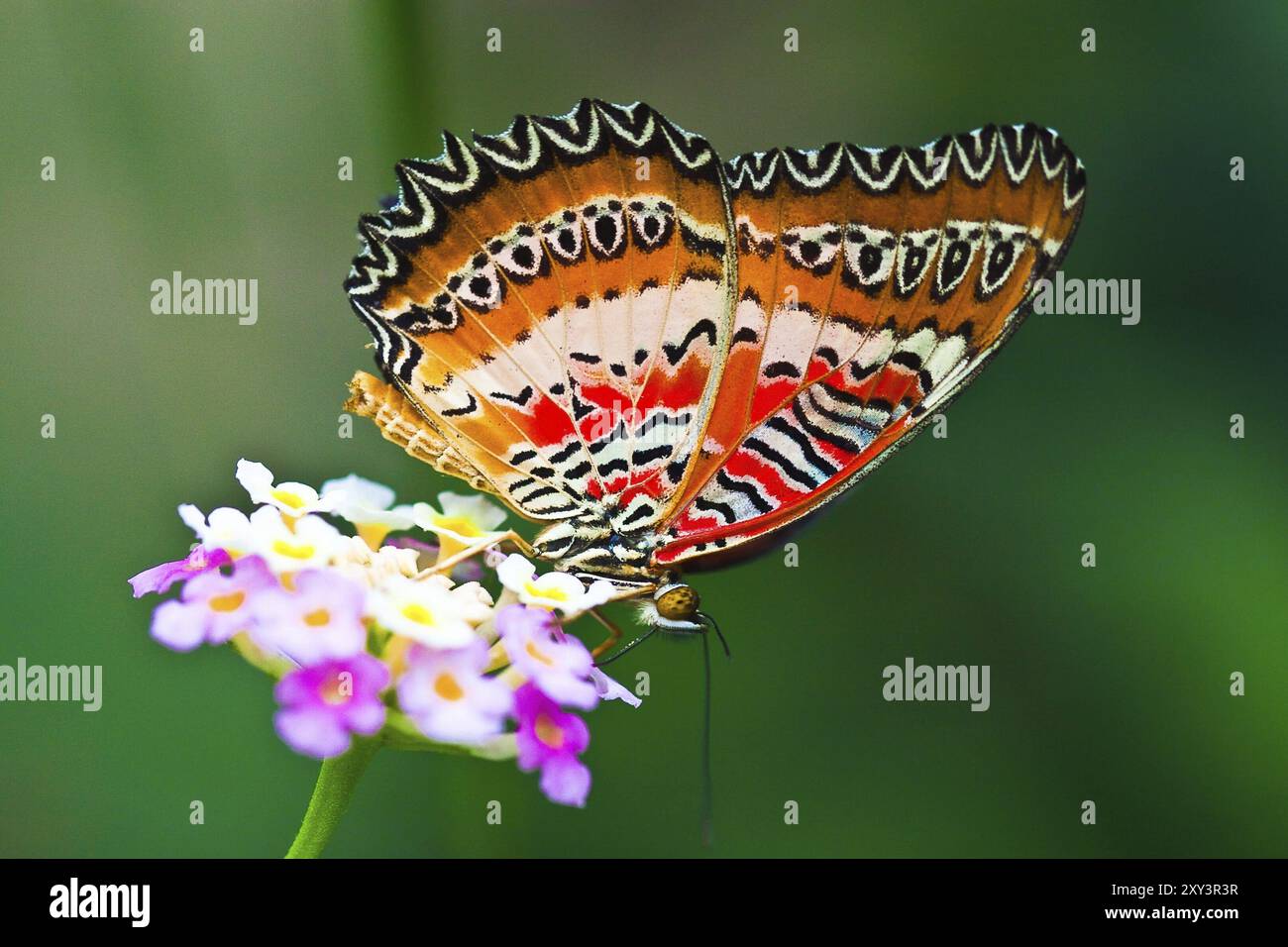 Lace wing, South Asia Stock Photo - Alamy