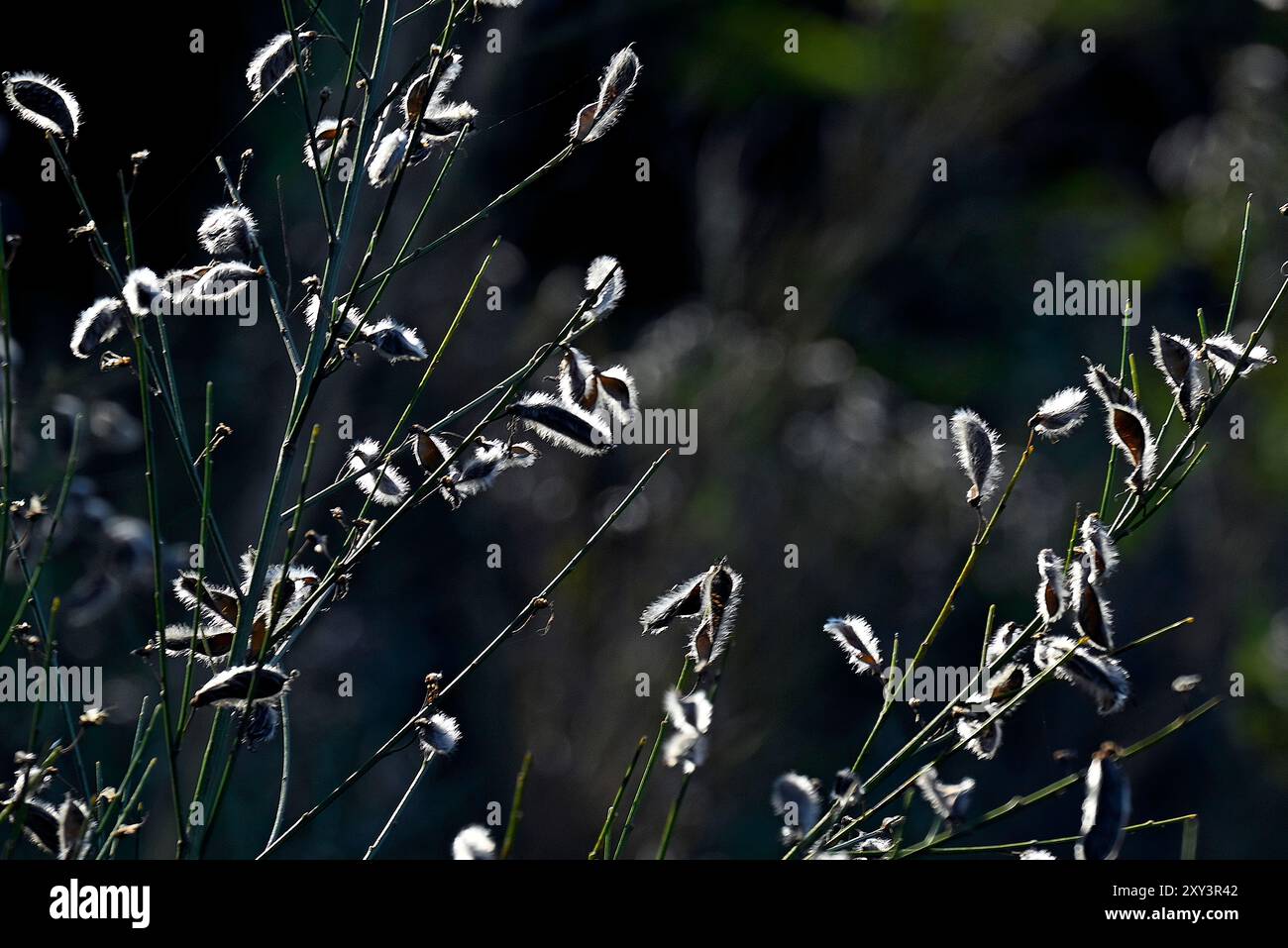 Landscapes, people, flora in southern Chile, near Puerto Varas and ...