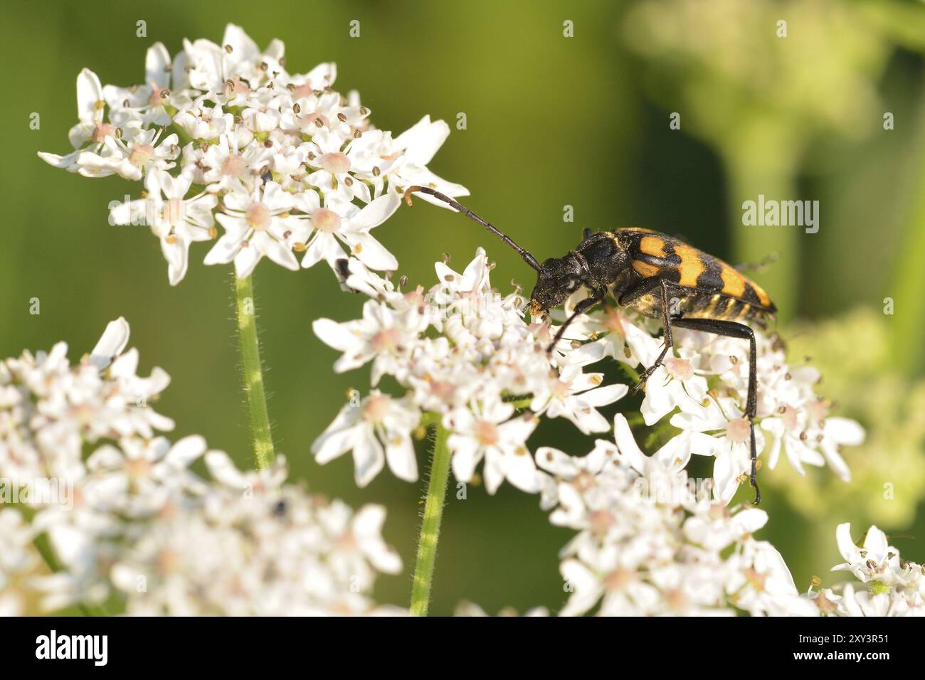 Female longhorn beetle (Leptura quadrifasciata), Germany, Longhorn ...