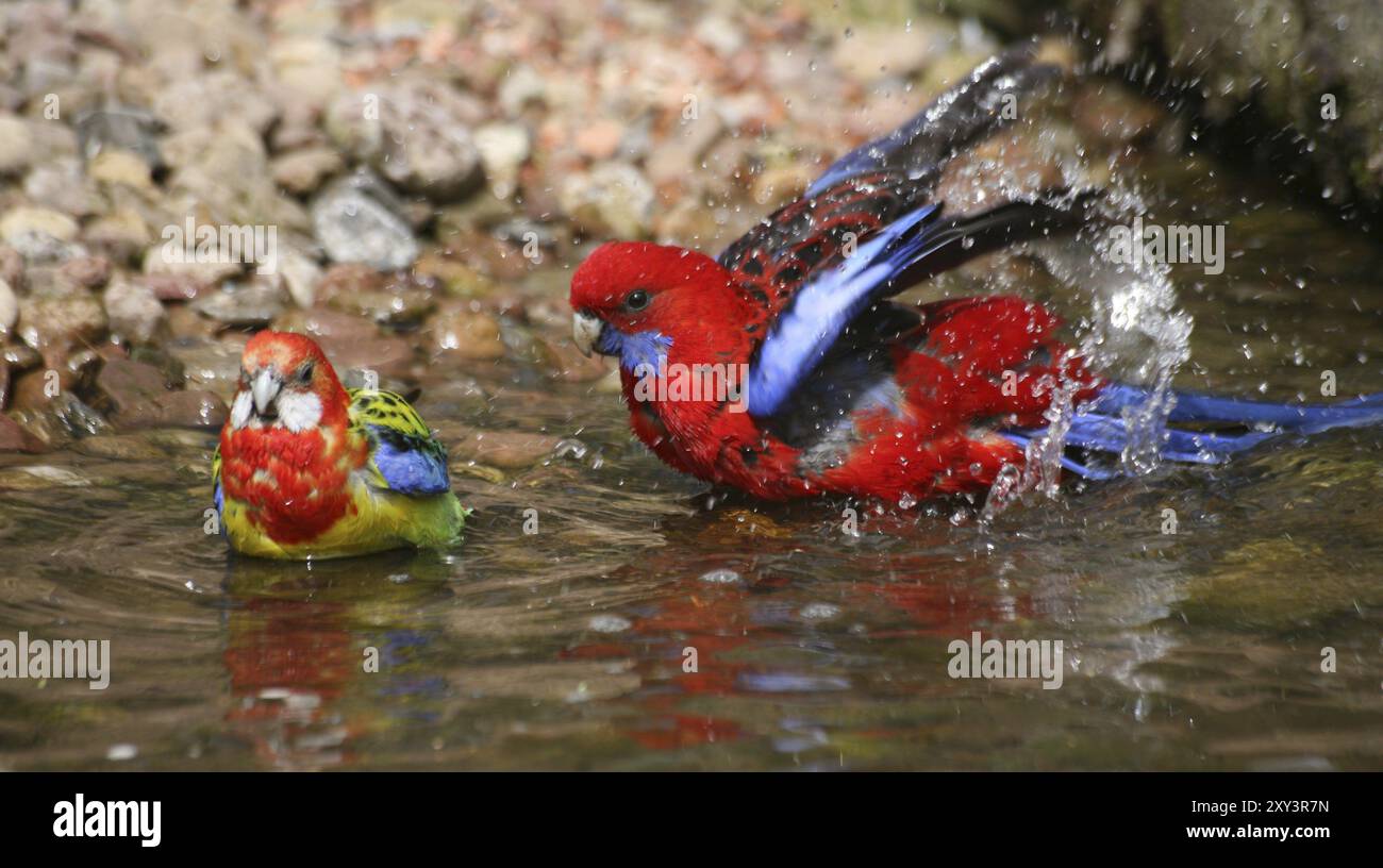 Pennant rosella hi-res stock photography and images - Alamy