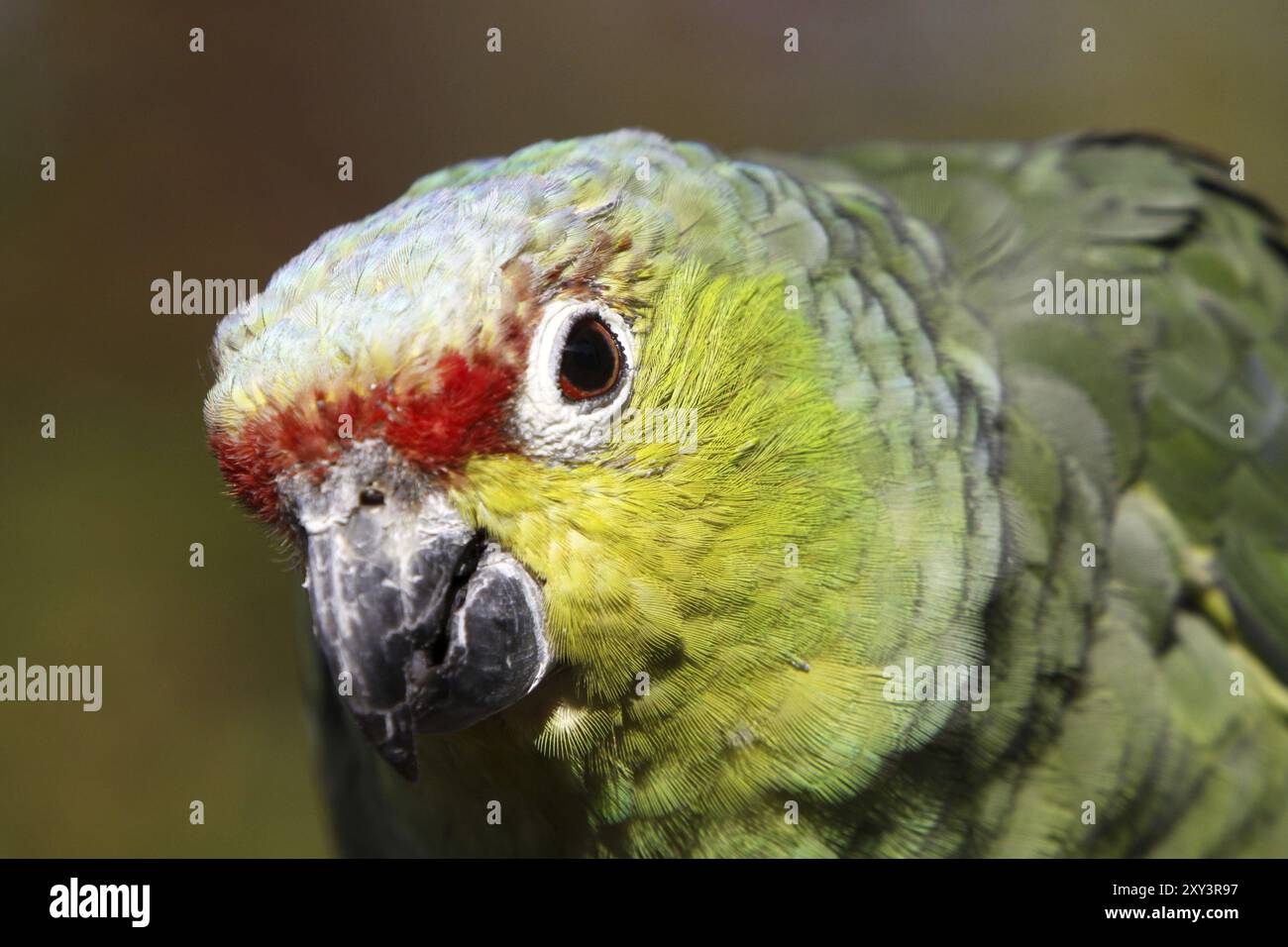 Blue fronted amazon parakeet hi-res stock photography and images - Alamy