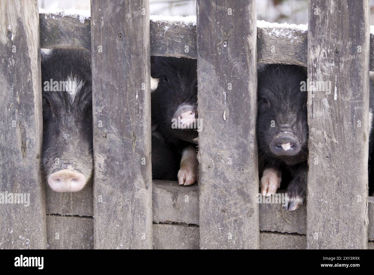 Mini pigs behind a fence Stock Photo - Alamy
