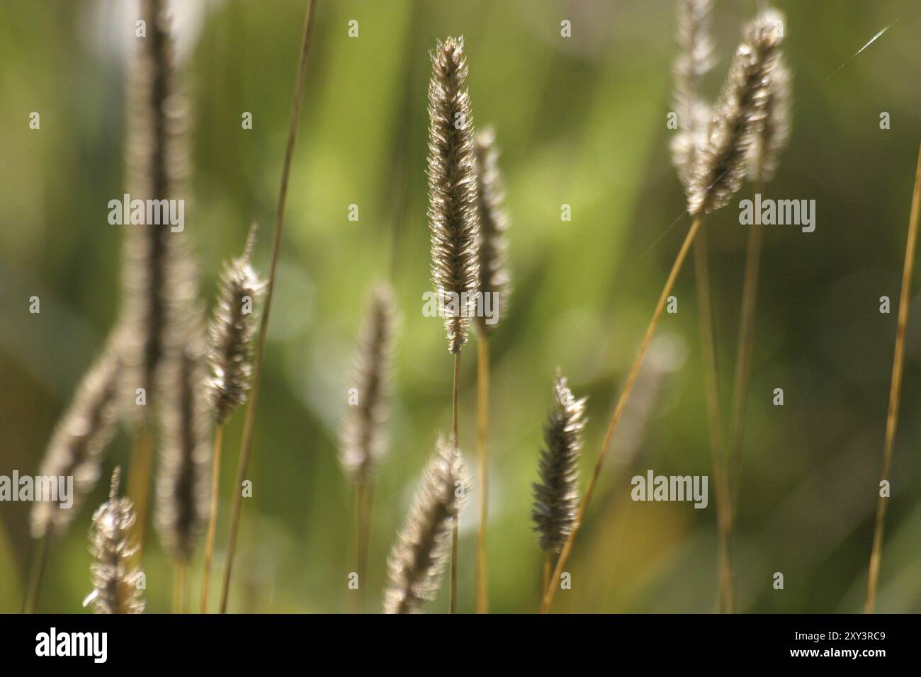 Blade of grass Stock Photo - Alamy