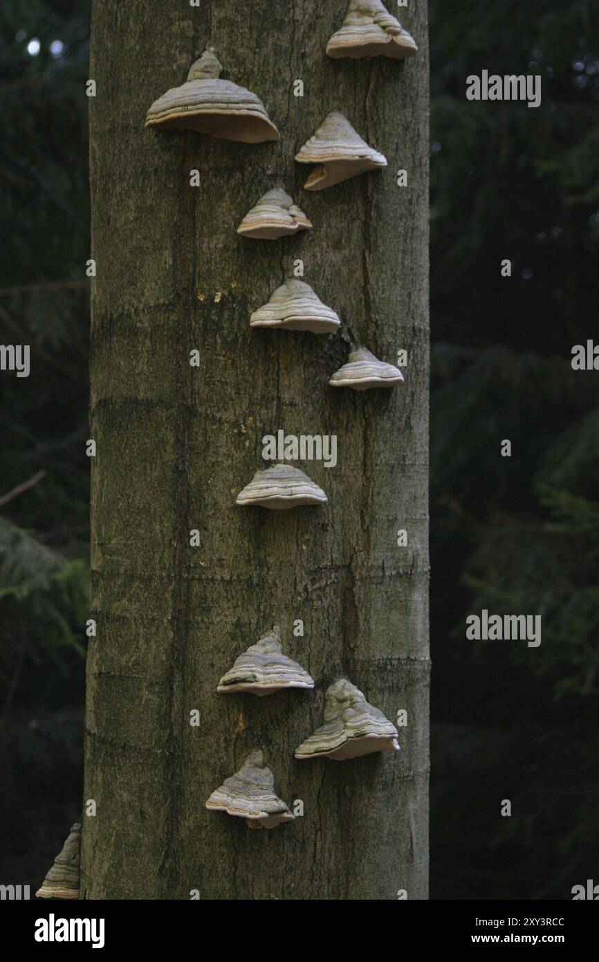 Sick tree with severe fungal infestation Stock Photo - Alamy