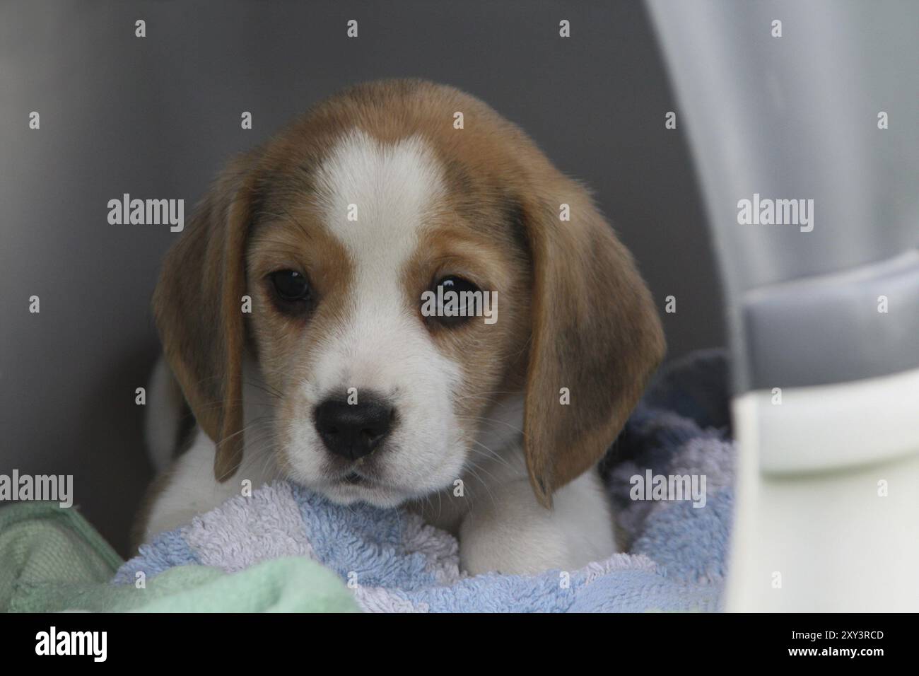 Beagle puppies with transport box Stock Photo - Alamy