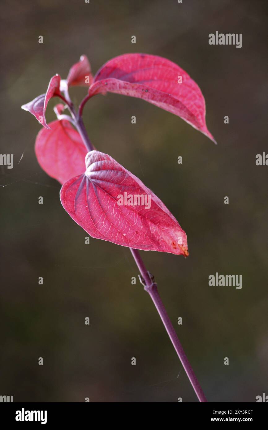 Blood dogwood hi-res stock photography and images - Alamy