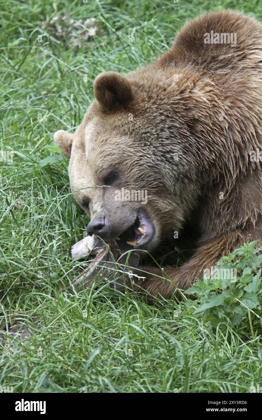 Eating brown bear Stock Photo - Alamy