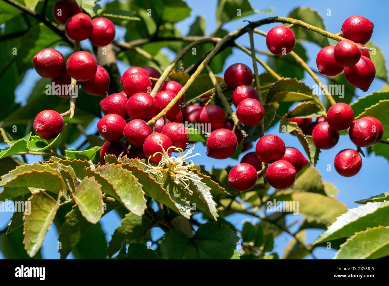 Landscapes, people, flora in southern Chile, near Puerto Varas and ...