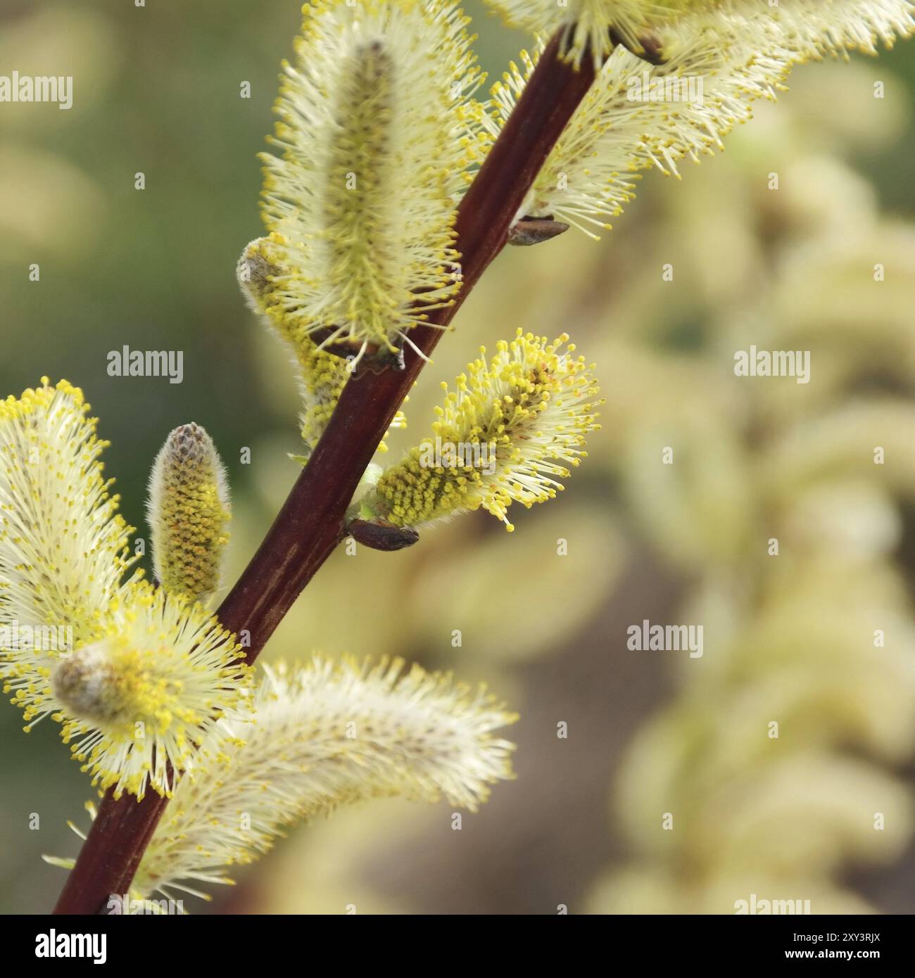 Willow catkin, catkin 54 Stock Photo - Alamy