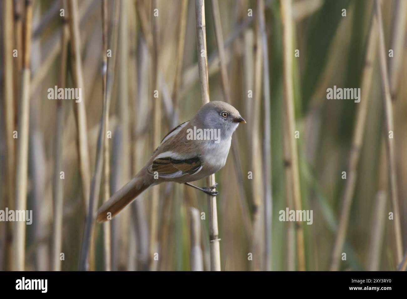 Bearded tit, female, Panurus biarmicus, bearded reedling, female Stock ...
