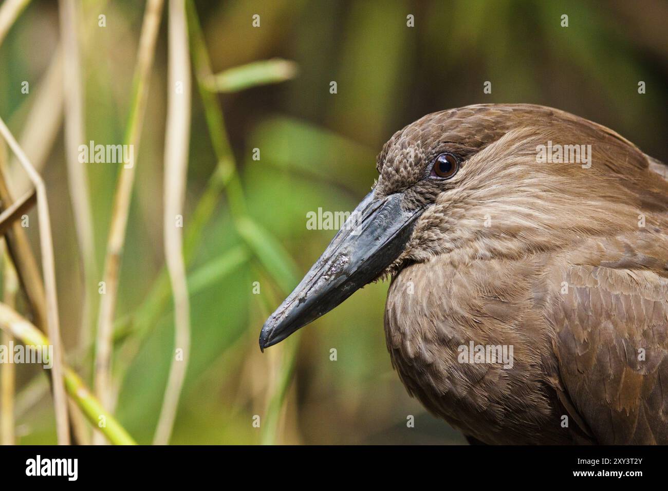 Hammerhead or shadow bird (Scopus umbretta Stock Photo - Alamy
