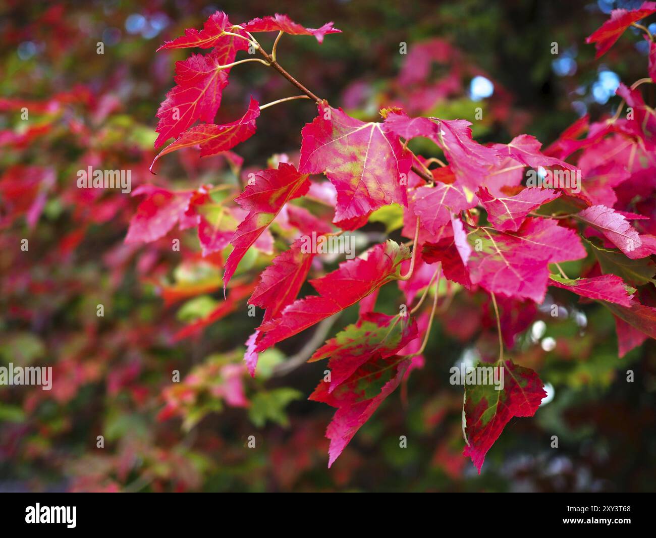 Maple Leaves Turning Red in the Autumn Sunshine Stock Photo - Alamy