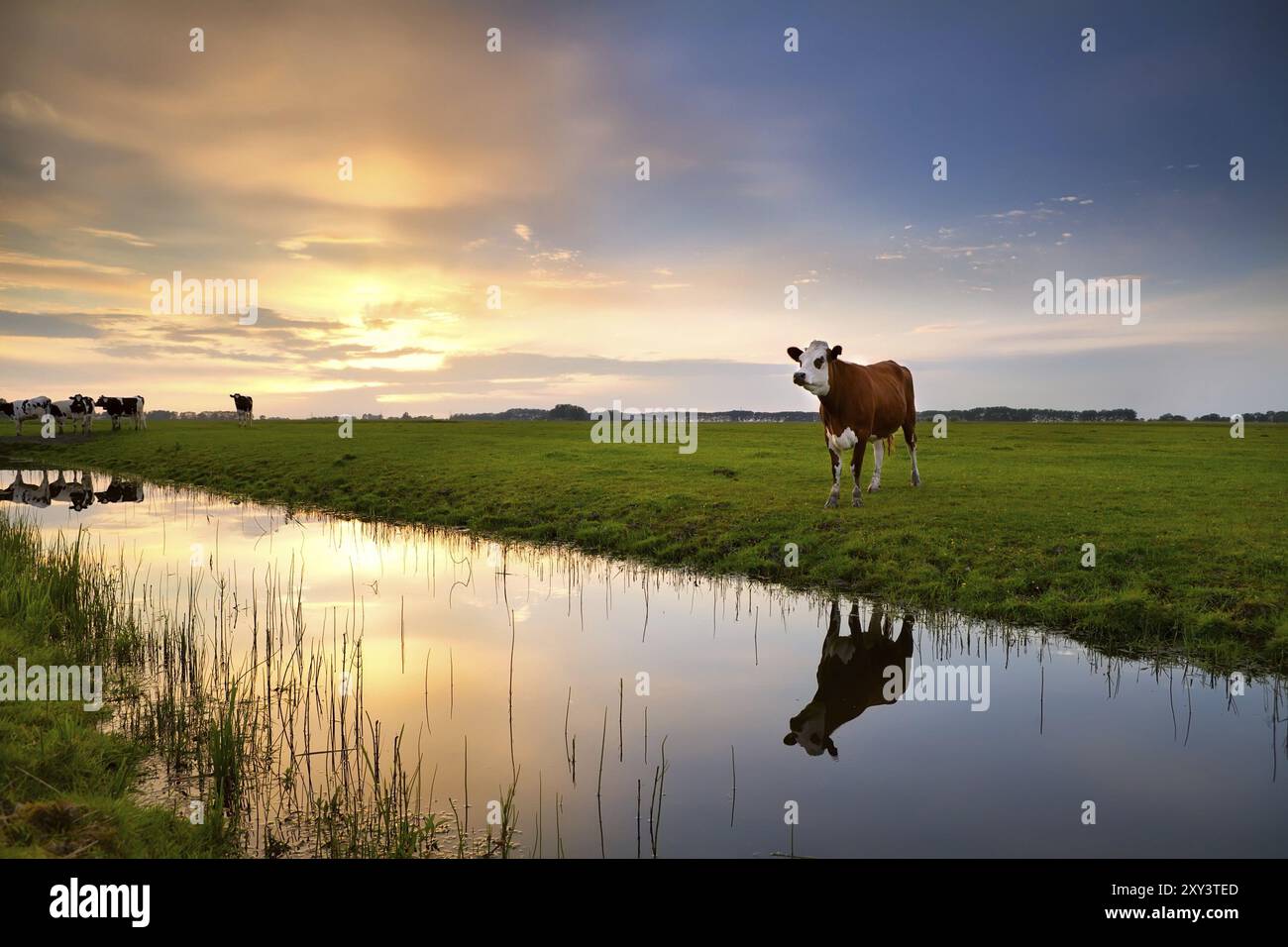 Red coloured cow on meadow hi-res stock photography and images - Alamy