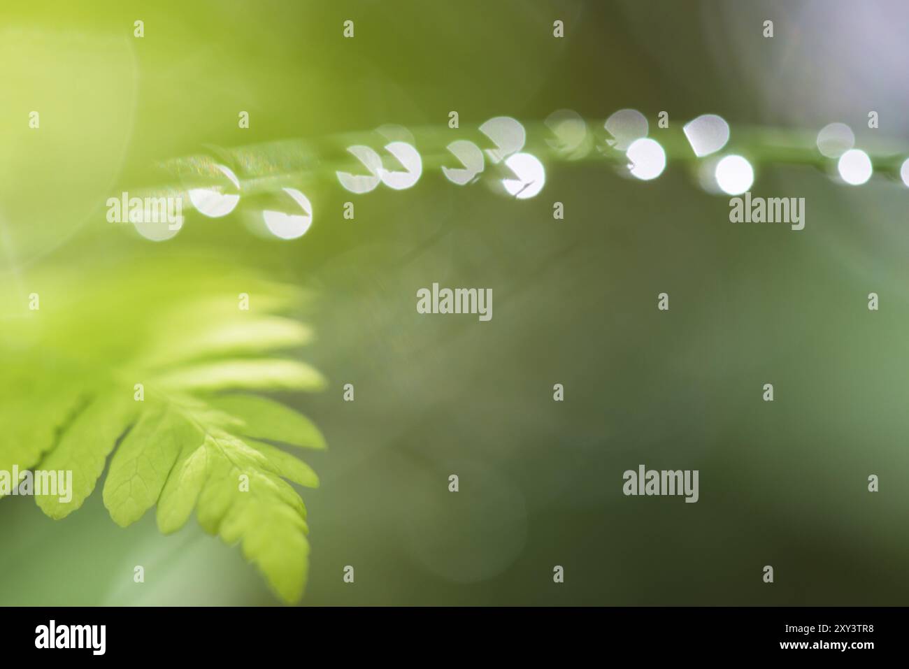 Water droplets on worm fern, Dryopteris filix-mas (wood fern, male fern ...
