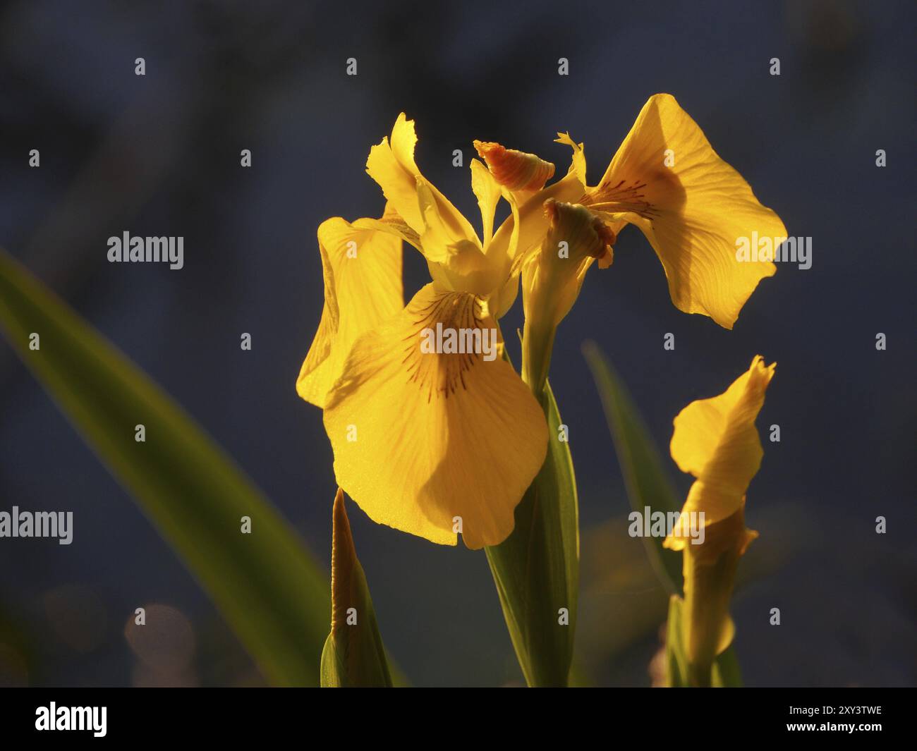 Flag iris plant in swamp hi-res stock photography and images - Alamy