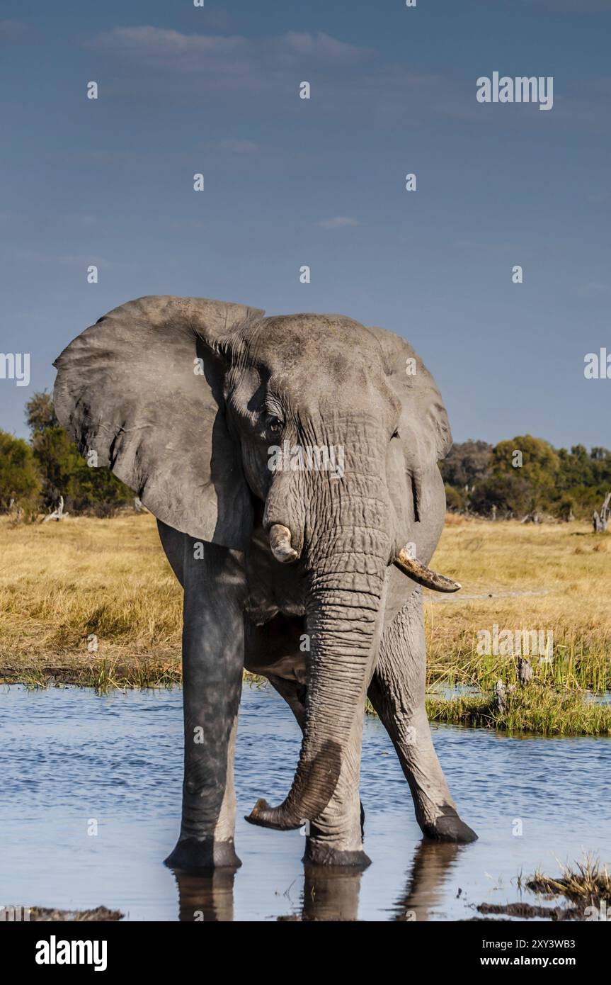 An Elephant bull standing alone in some water where he was taking a ...
