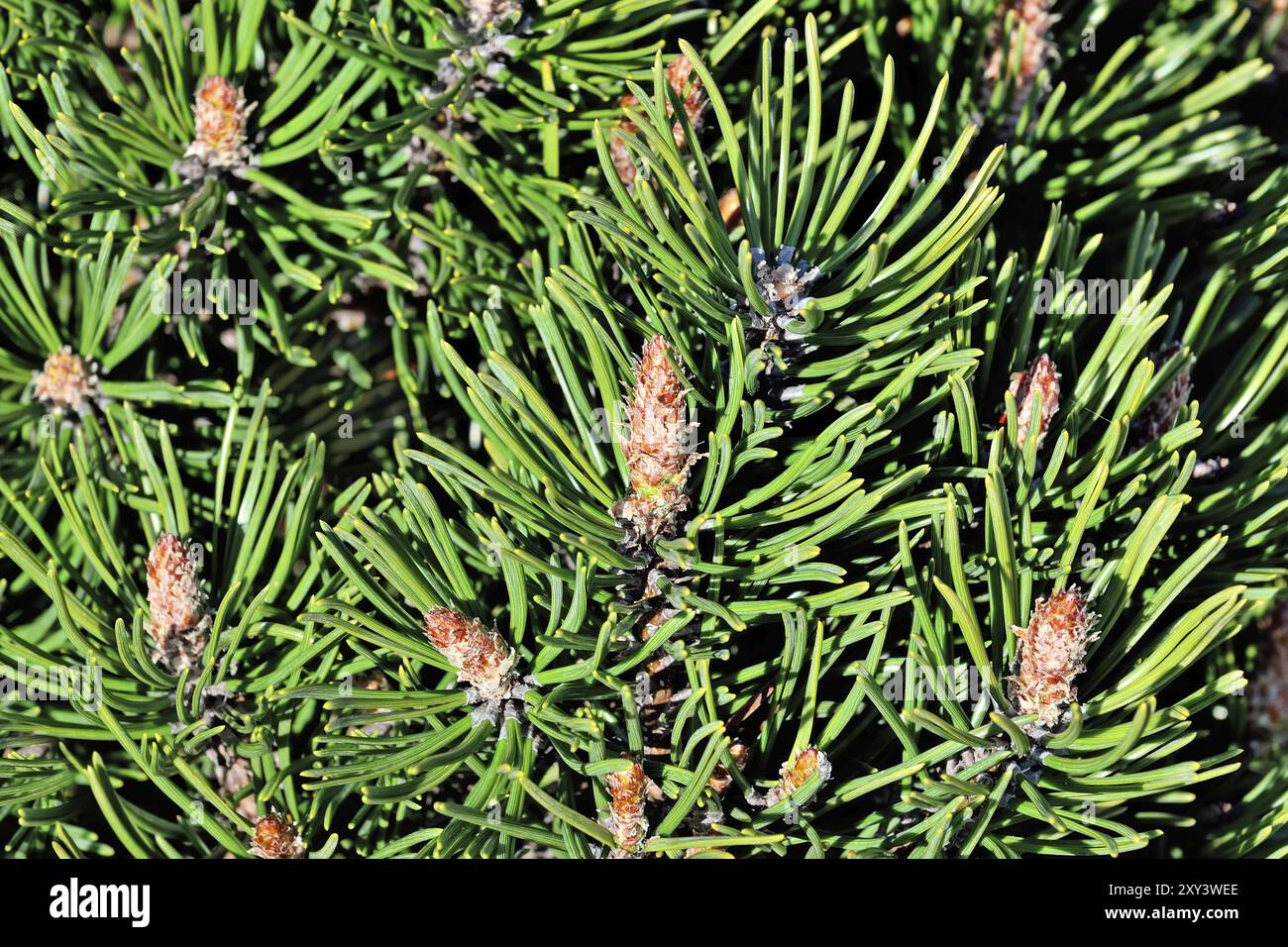 Pinus mugo. Needles and buds closeup Stock Photo - Alamy