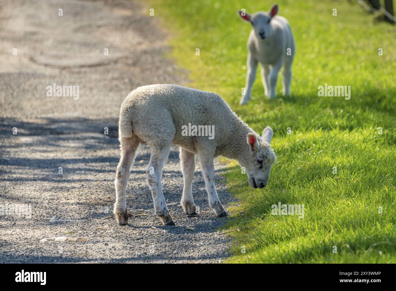 Lambs sheep street hi-res stock photography and images - Alamy