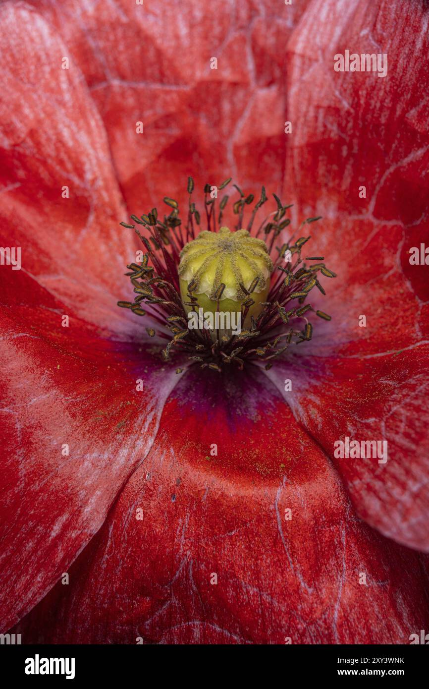 Closeup of stamen, stigma, filament of a blooming red poppy flower ...