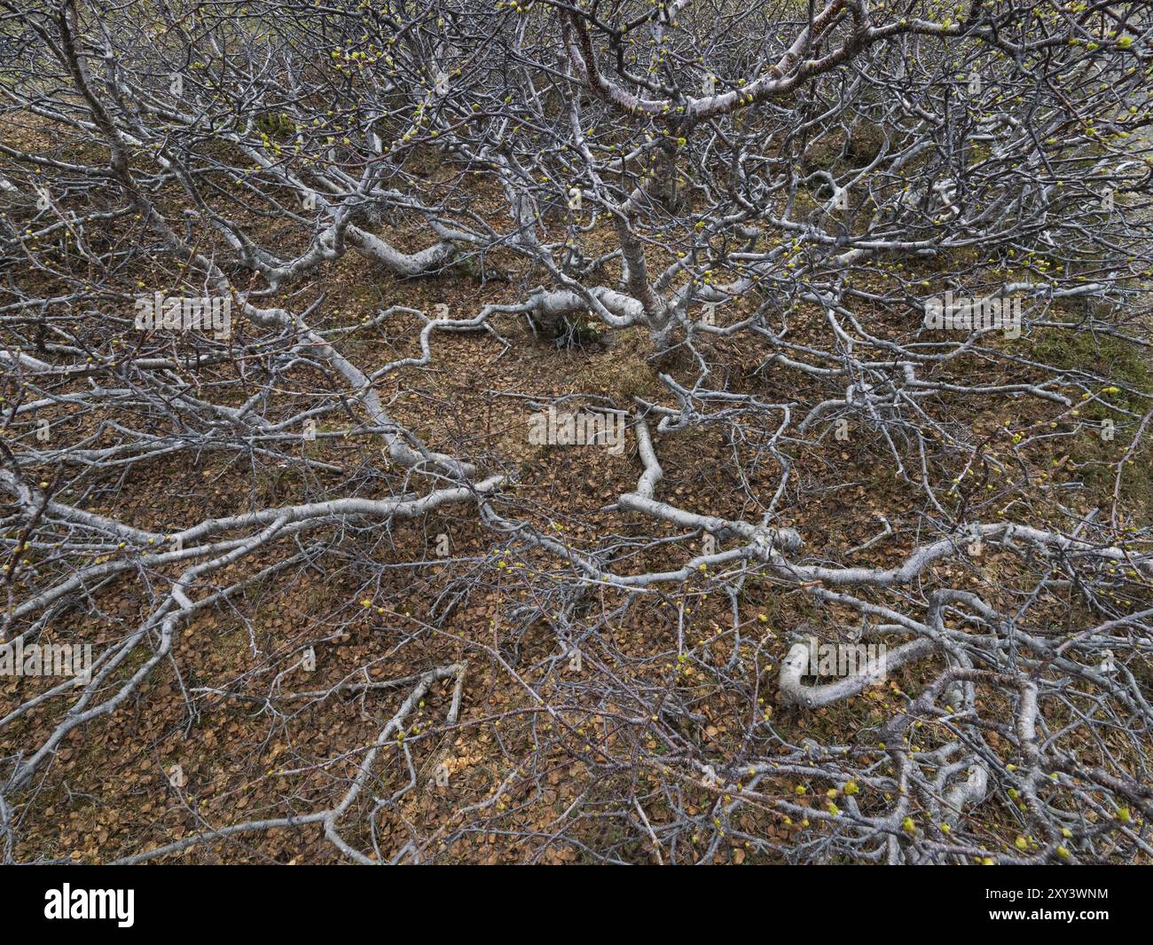 Dwarf Birch (Betula Nana), ancient old, gnarled trees growing on the ...