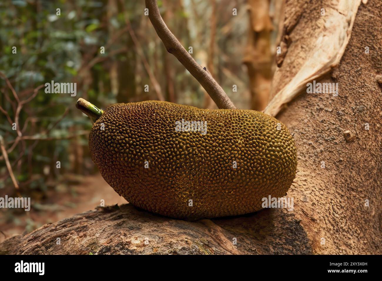 The jackfruit (Artocarpus heterophyllus), is the national fruit of ...