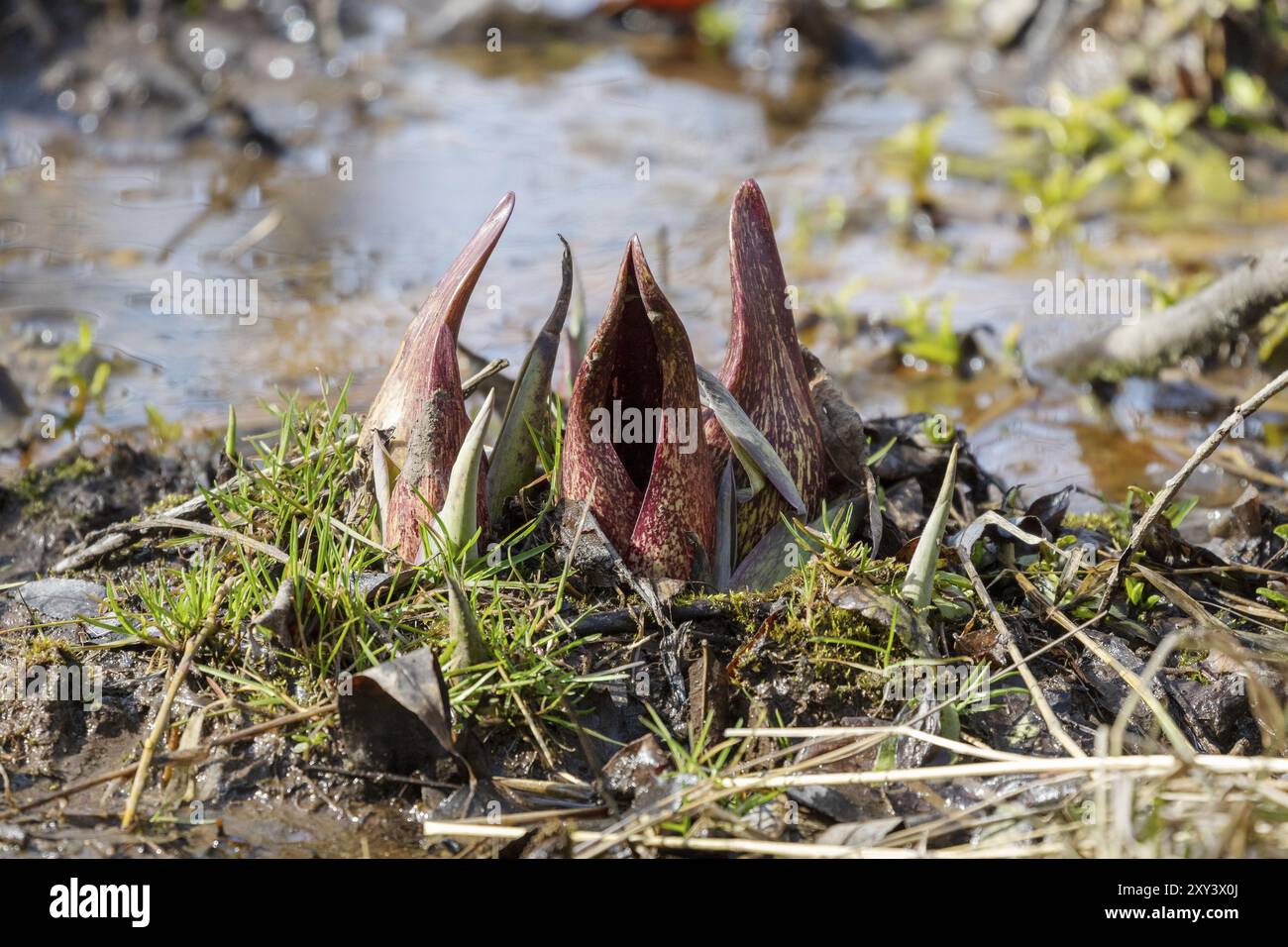 Skunk cabbage (Symplocarpus foetidus) is one of the first native plants ...